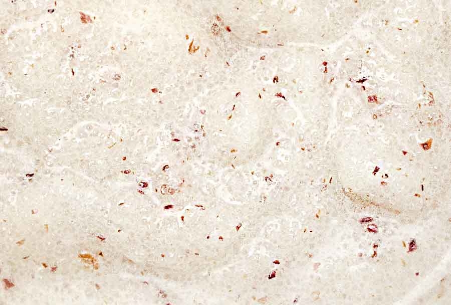 Rose salt scrub - STENDERS Cosmetics