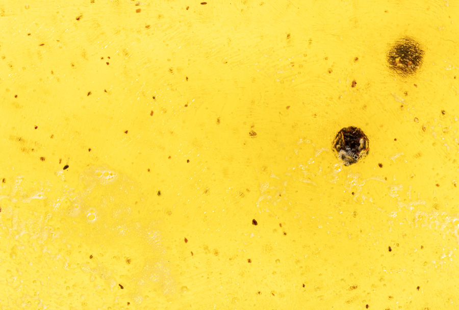 Ginger and Lemon collection - STENDERS Bath and Body Care Cosmetics